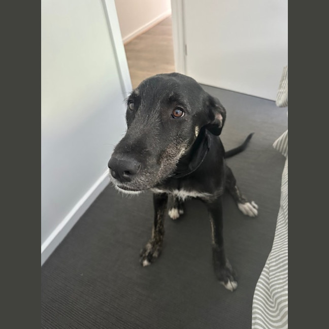 Maple Syrup - Medium Female Irish Wolfhound Mix Dog in VIC - PetRescue