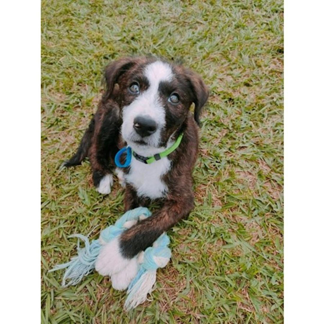 Mint - Medium Male Staffy x Maltese Dog in QLD - PetRescue