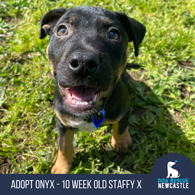 Onyx - 12 Week Old Staffy X - Medium Male American Staffordshire ...
