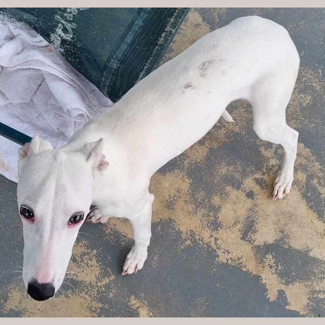 Kimba - Medium Female Whippet Dog in NSW - PetRescue
