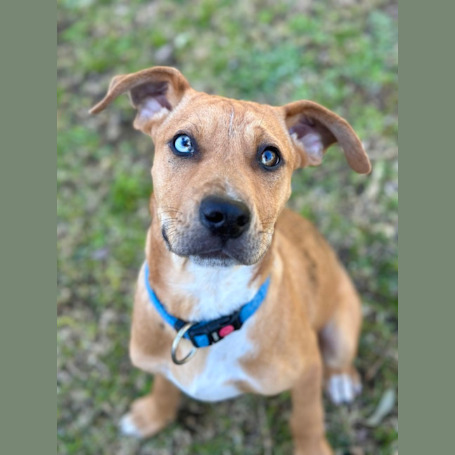 Honey - Large Female Mastiff x Australian Cattle Dog Dog in NSW - PetRescue