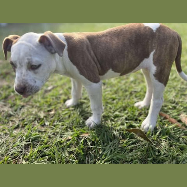 Freckles - Medium Female Staffordshire Bull Terrier Mix Dog in QLD ...