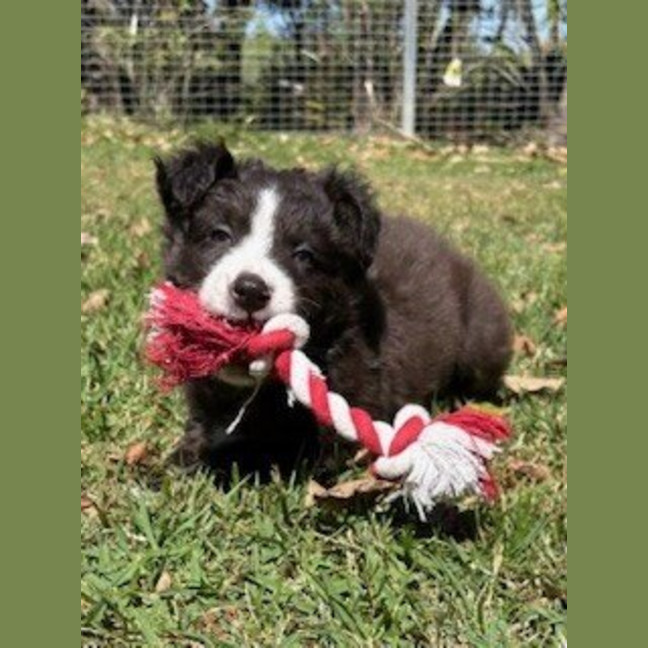 Ted - Medium Male Border Collie Dog in NSW - PetRescue