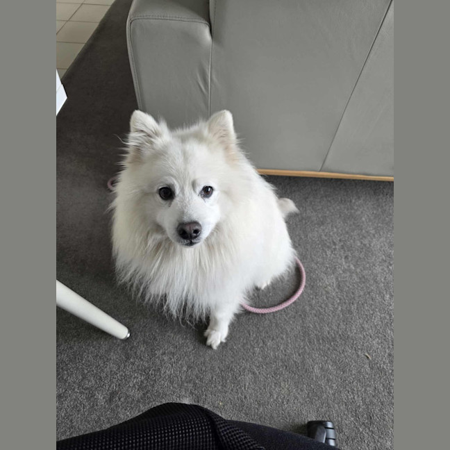 Louis - Small Male Japanese Spitz Dog in VIC - PetRescue