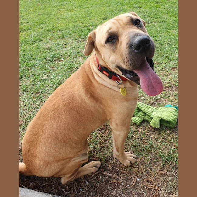 Prinny - Large Female Shar Pei Mix Dog in VIC - PetRescue