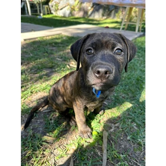 Lucky - Large Male Rhodesian Ridgeback x Staffy Dog in QLD - PetRescue