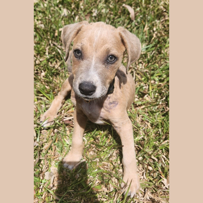 Zhylah - Medium Female Mastiff x Rhodesian Ridgeback x Staffordshire ...