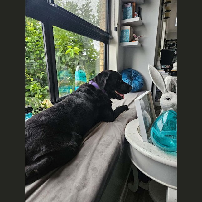 Harper - Large Male Labrador Retriever Dog in VIC - PetRescue