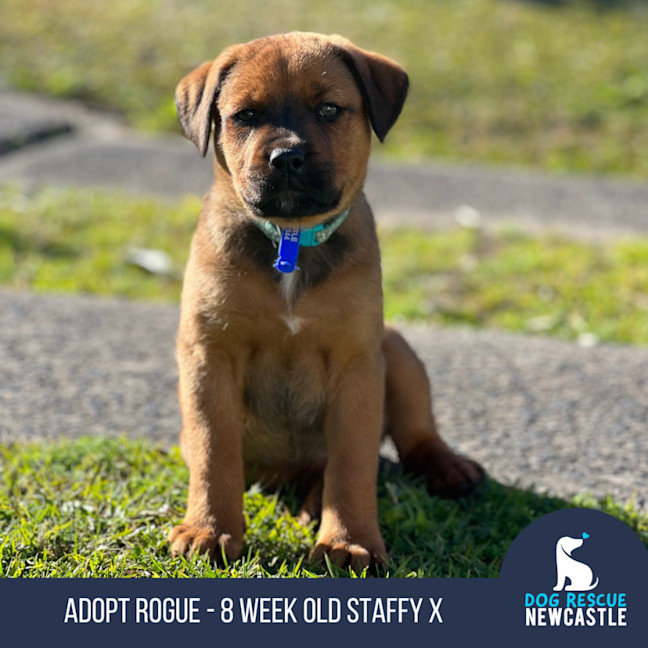 Rogue - 8 Week Old Staffy X - Medium Female American Staffordshire Terrier Mix Dog in NSW ...