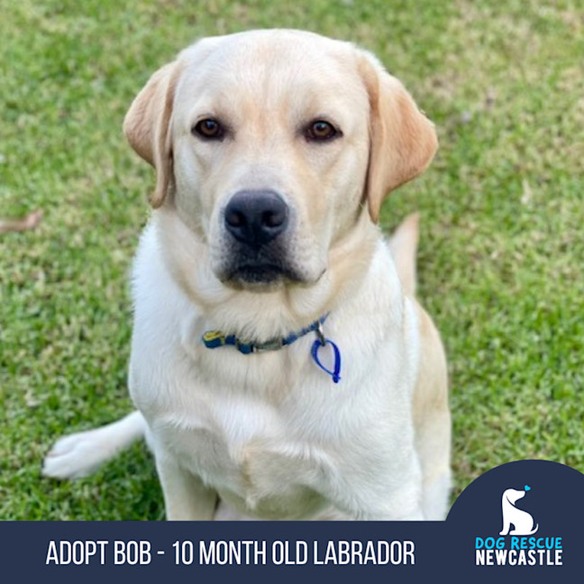 Bob - 10 Month Old Labrador - Large Male Labrador Retriever Dog in NSW ...