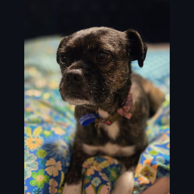 Luna - 6 Year Old Boston Terrier x Pug - Small Female Boston Terrier x ...