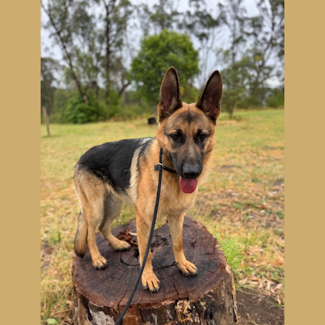 Max Junior - Large Male German Shepherd Dog in NSW - PetRescue