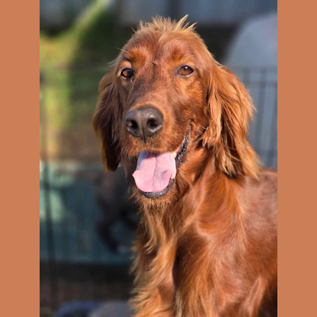 Finny - Large Female Irish Setter Dog in VIC - PetRescue