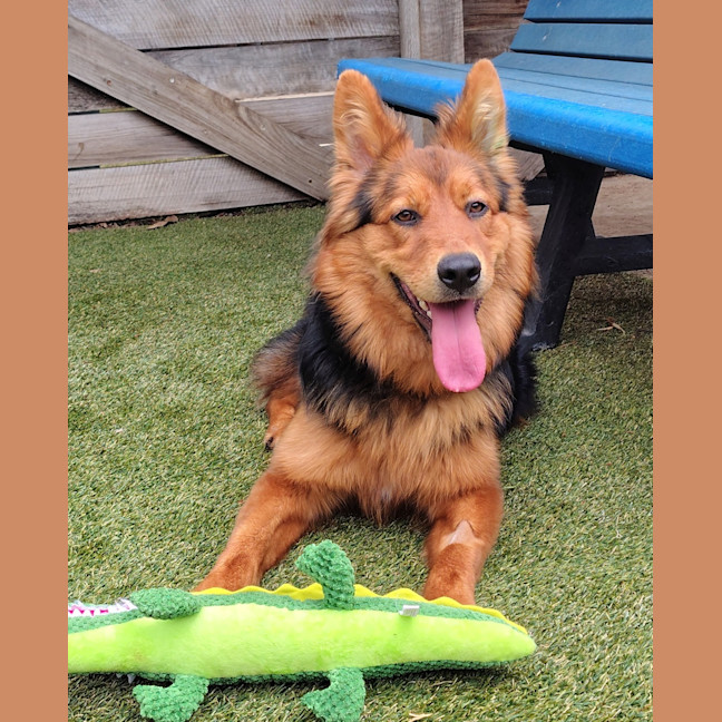Pippi - Large Female German Shepherd x Rottweiler Mix Dog in VIC ...