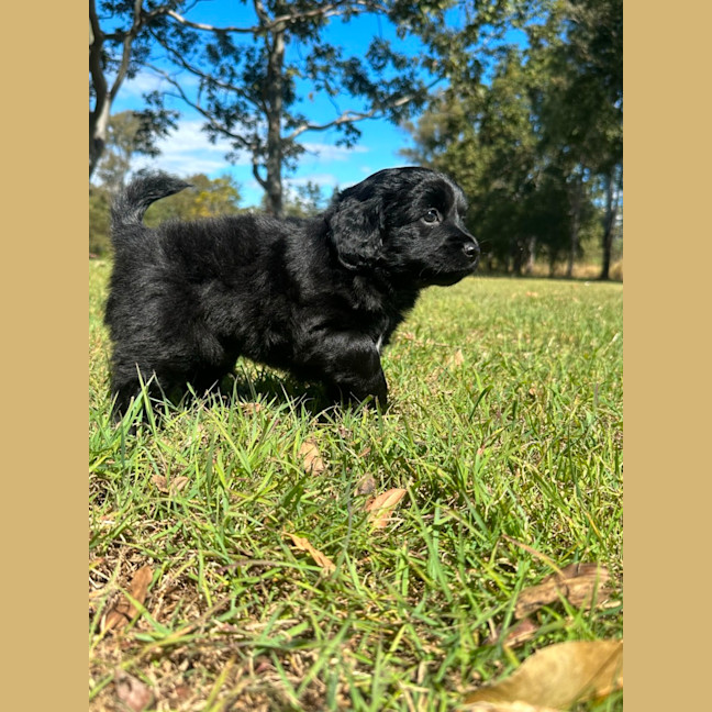 Lilly - Small Female Cocker Spaniel x Pomeranian Mix Dog in QLD - PetRescue
