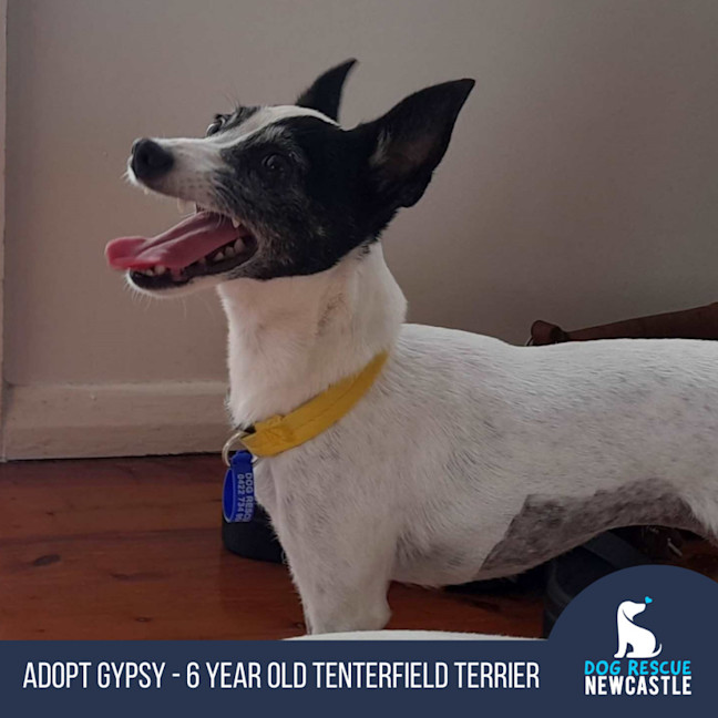 Gypsy - 6 Year Old Tenterfield Terrier - Small Female Tenterfield ...