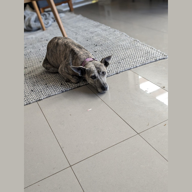 Chicha - Medium Female American Staffordshire Terrier Mix Dog in VIC ...