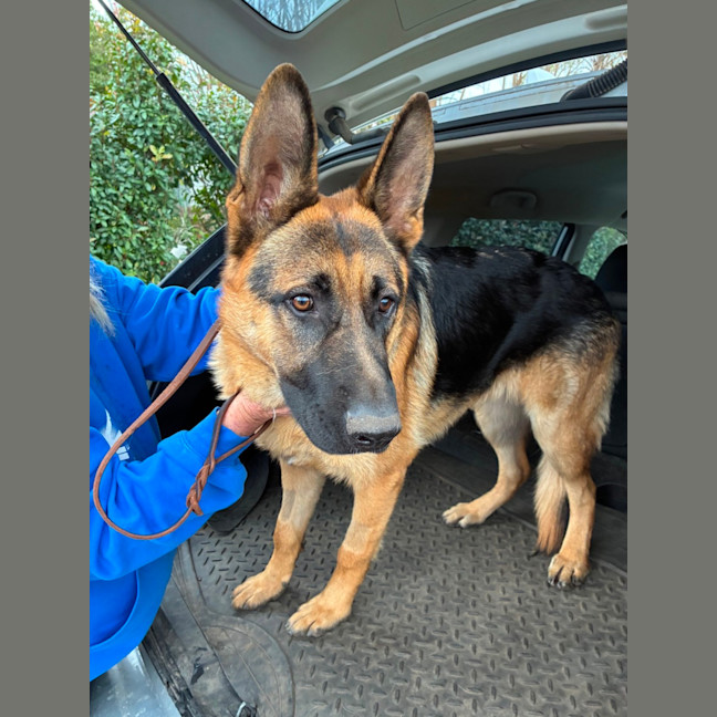 Max Junior - Large Male German Shepherd Dog in NSW - PetRescue