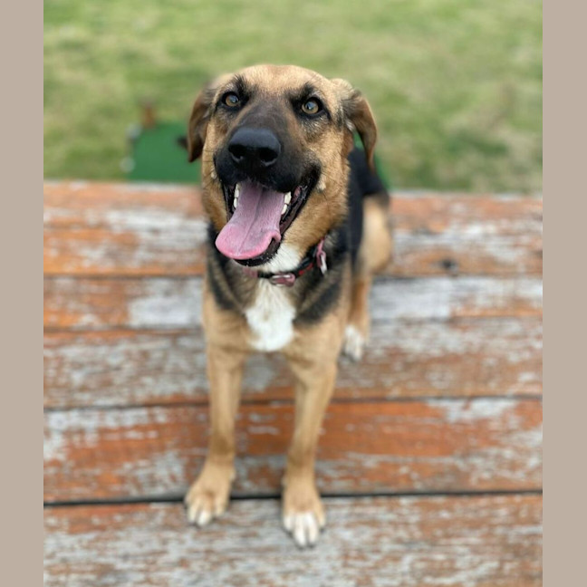 Cleo - Medium Female German Shepherd x Harrier Mix Dog in VIC - PetRescue