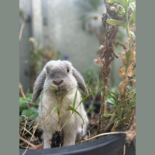 Kingsley - Male Lop Eared Rabbit in VIC - PetRescue