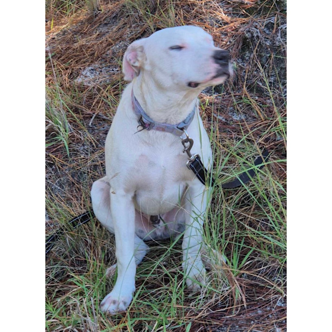 Maverick - Medium Male American Staffordshire Terrier Dog in QLD ...