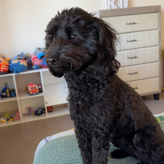 Ari - Medium Female Mixed breed Dog in WA - PetRescue