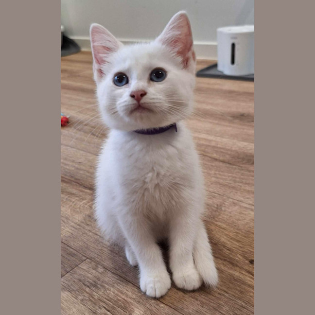 Ida - Female Domestic Medium Hair (DMH) Cat in QLD - PetRescue