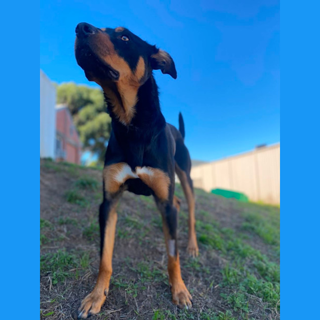 Cujo - Large Male Kelpie Dog in VIC - PetRescue