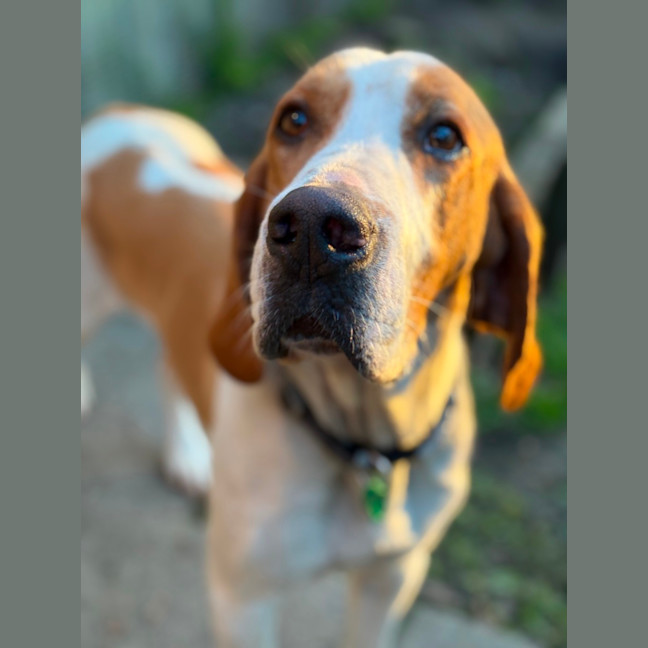 Ajax - Large Male Foxhound Dog in VIC - PetRescue