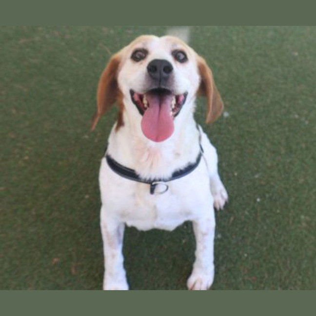 Chippy - Medium Male Beagle Mix Dog in VIC - PetRescue
