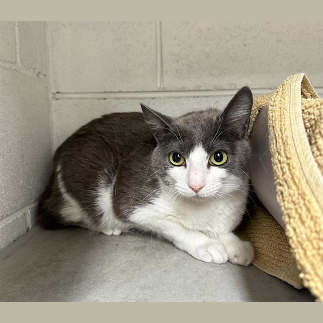 Moo - Female Manx Cat in VIC - PetRescue