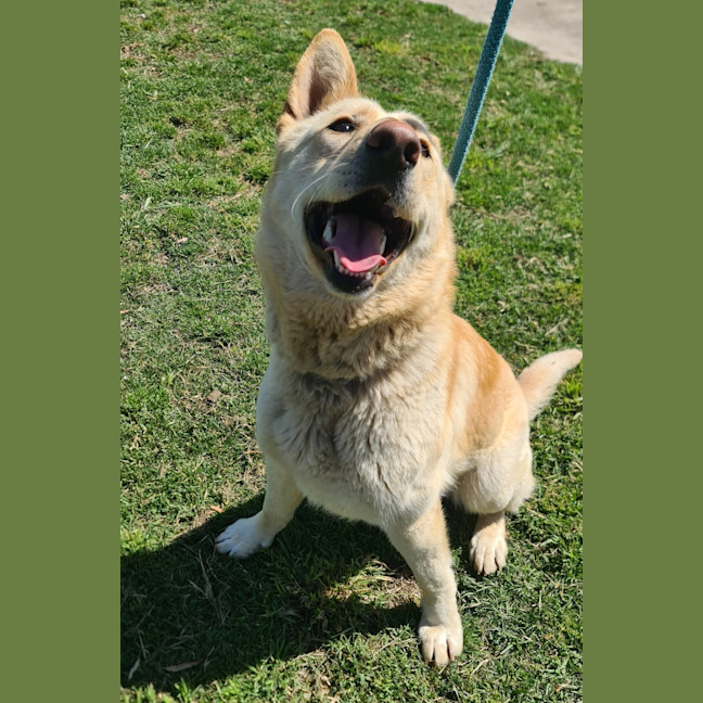 Peaches - Medium Female German Shepherd Mix Dog in VIC - PetRescue