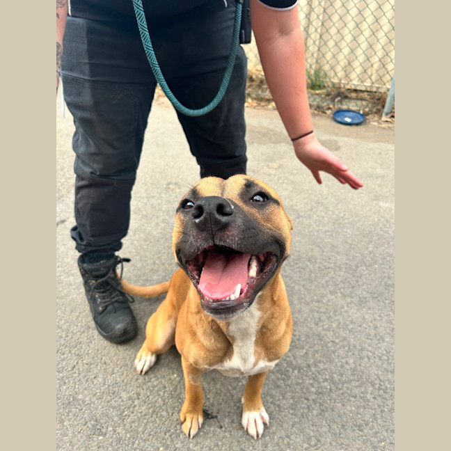 Mr. Magoo - Medium Male American Staffordshire Terrier Mix Dog in VIC - PetRescue