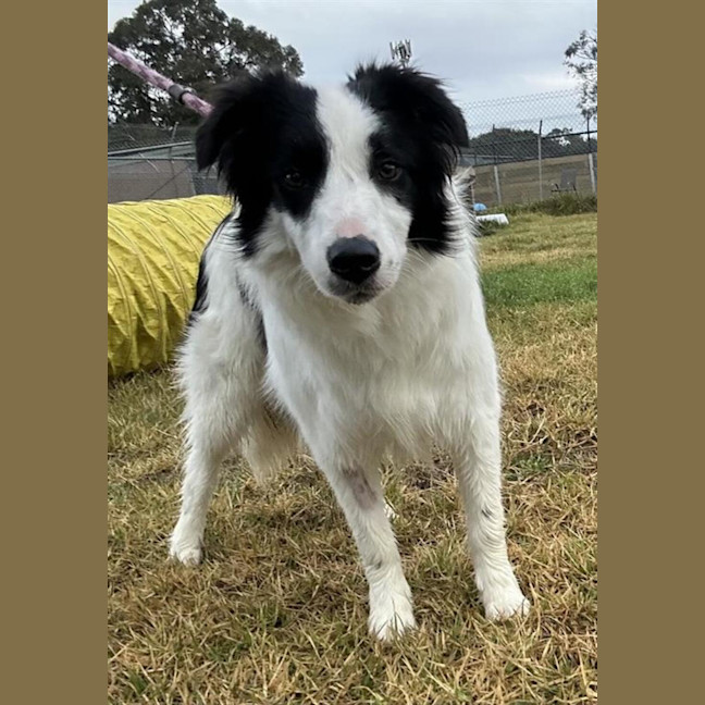 Rocky - Medium Male Border Collie Dog in VIC - PetRescue