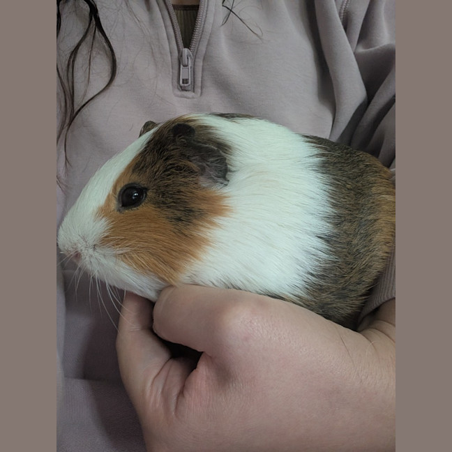 Chip - Male Short-hair Guinea Pig in VIC - PetRescue