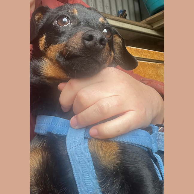 Barry - Small Male Dachshund (Mini) Dog in NSW - PetRescue