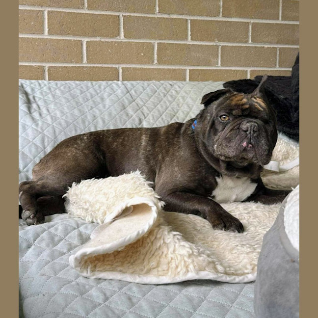 Frankie the one-eyed Frenchie - Medium Male French Bulldog Dog in NSW ...