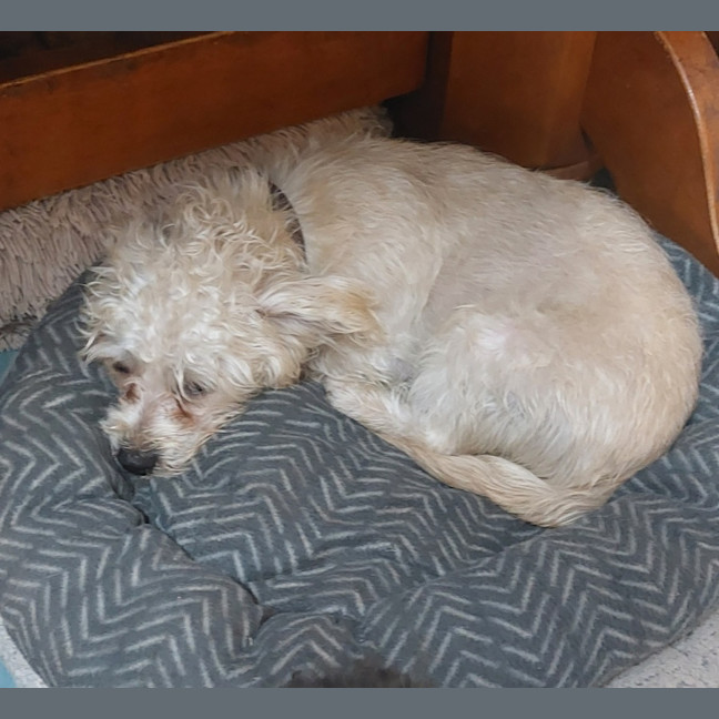 Marly - Small Male Maltese Mix Dog in NSW - PetRescue
