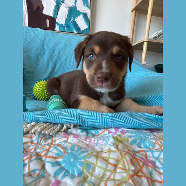 Ollie - Medium Male Mixed breed Mix Dog in NSW - PetRescue