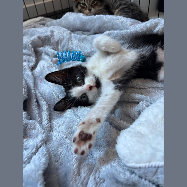Hendricks - Male Domestic Short Hair (DSH) Cat in VIC - PetRescue