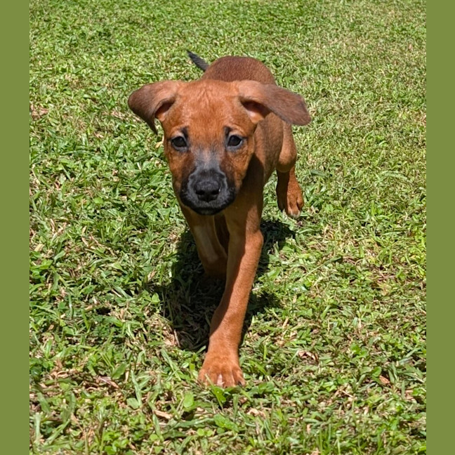 Aston - Medium Female Rhodesian Ridgeback Mix Dog in QLD - PetRescue