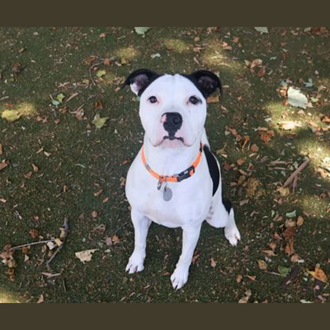 Penelope - Large Female Bullmastiff x Staffy Mix Dog in VIC - PetRescue