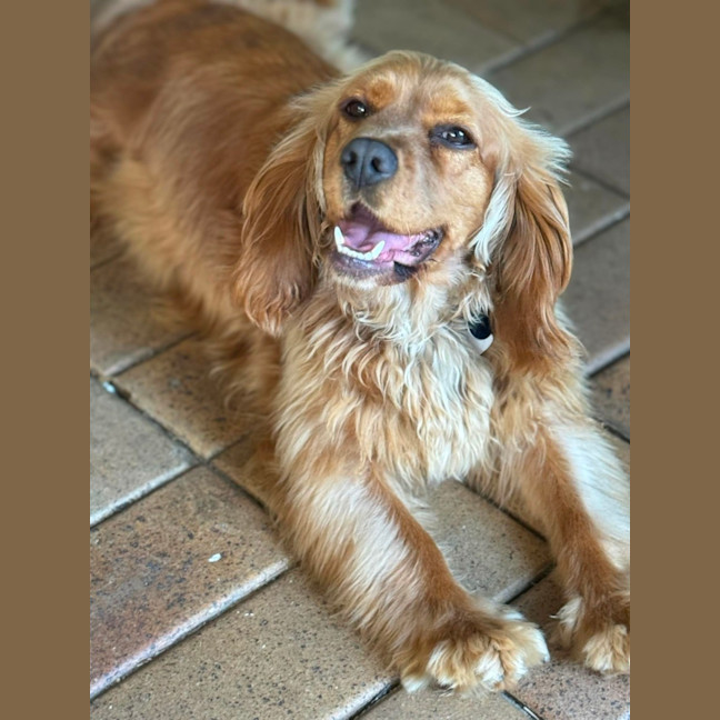Coco - Medium Female Poodle (Toy) x Cocker Spaniel Dog in QLD - PetRescue
