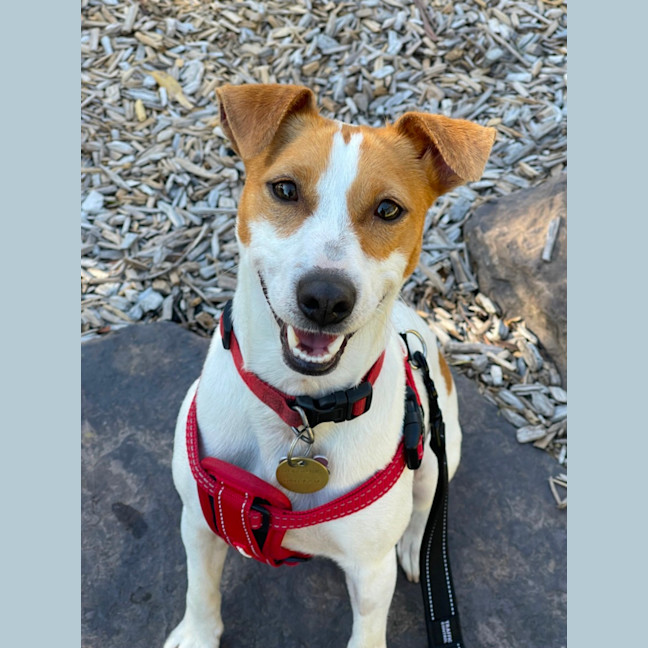 Schnitzel - Small Female Jack Russell Terrier Mix Dog in VIC - PetRescue