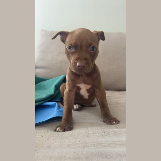 Roxy - Medium Female American Staffordshire Terrier Dog in VIC - PetRescue