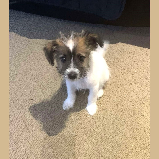 Messiah Muddle - Small Male Australian Silky Terrier Mix Dog in QLD ...