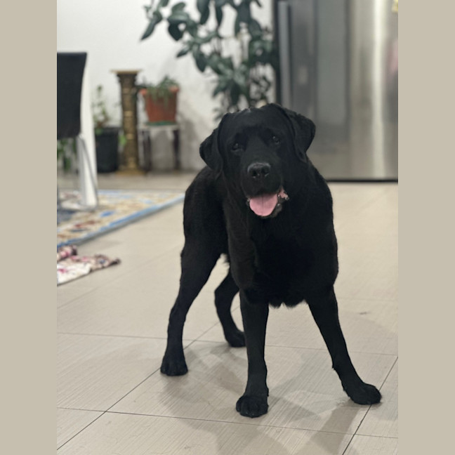Gavril - Large Male Labrador Retriever Dog in VIC - PetRescue