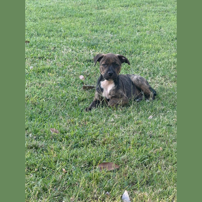 Hendrix - Medium Male Mixed breed Dog in WA - PetRescue