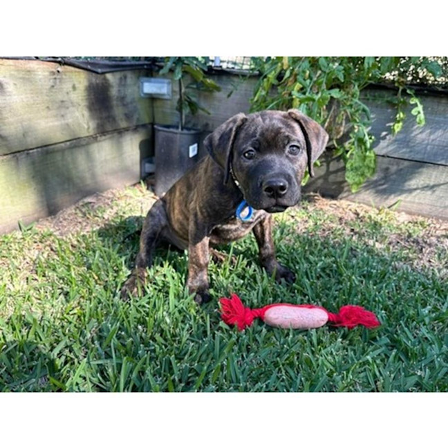 Lucky - Large Male Rhodesian Ridgeback x Staffy Dog in QLD - PetRescue