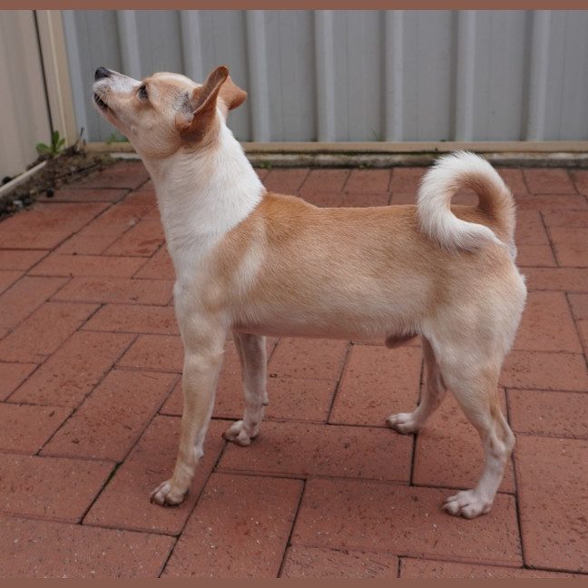 Ellwood - Small Male Chihuahua (Smooth Coat) Dog in WA - PetRescue